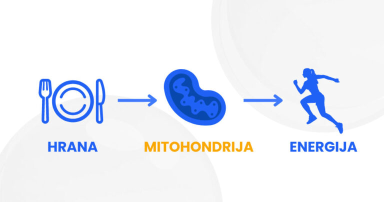 Mitohondrije - šta su i zašto su ključne za zdravlje i mladolikost ...